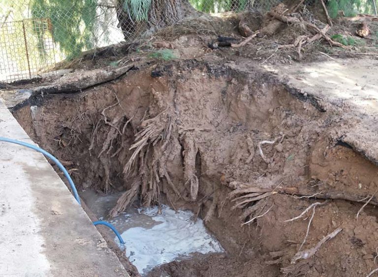 Tree Roots – Flowing Wells Irrigation District